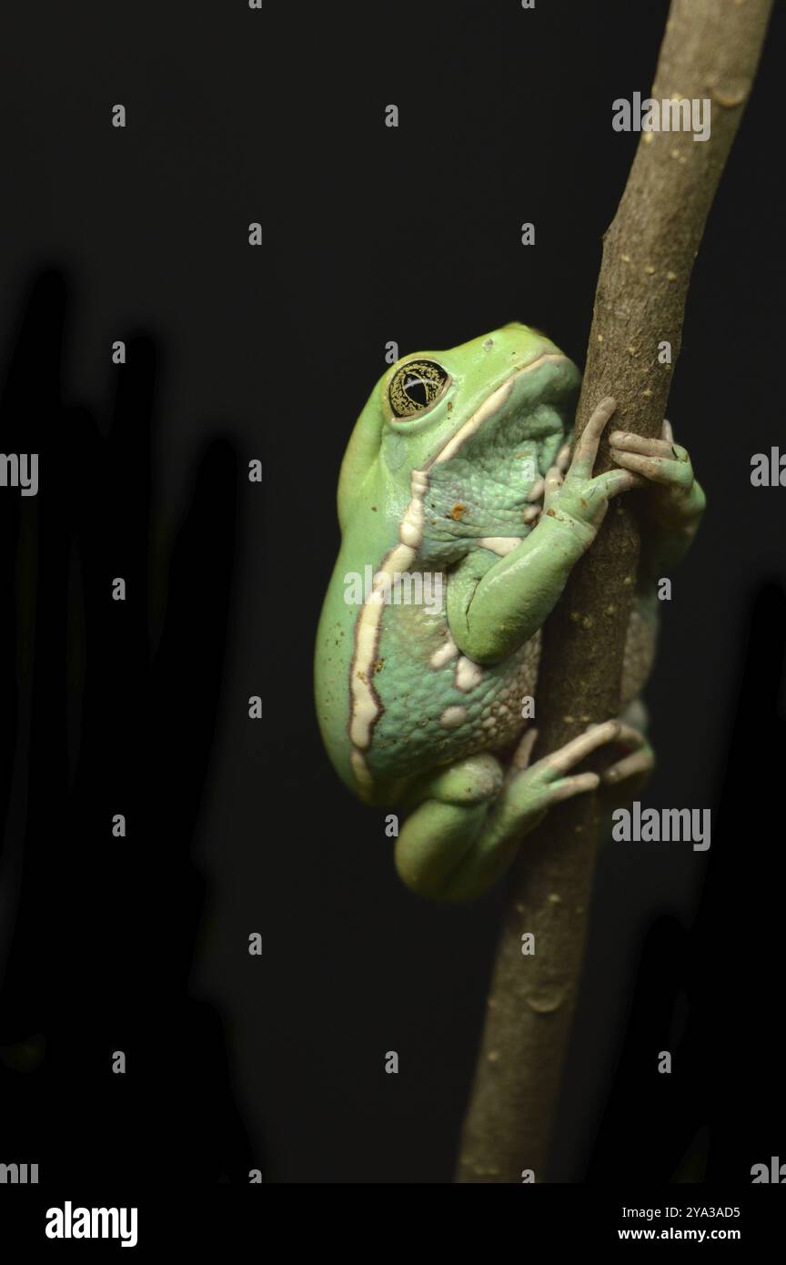 Waxy monkey frog Stock Photo - Alamy