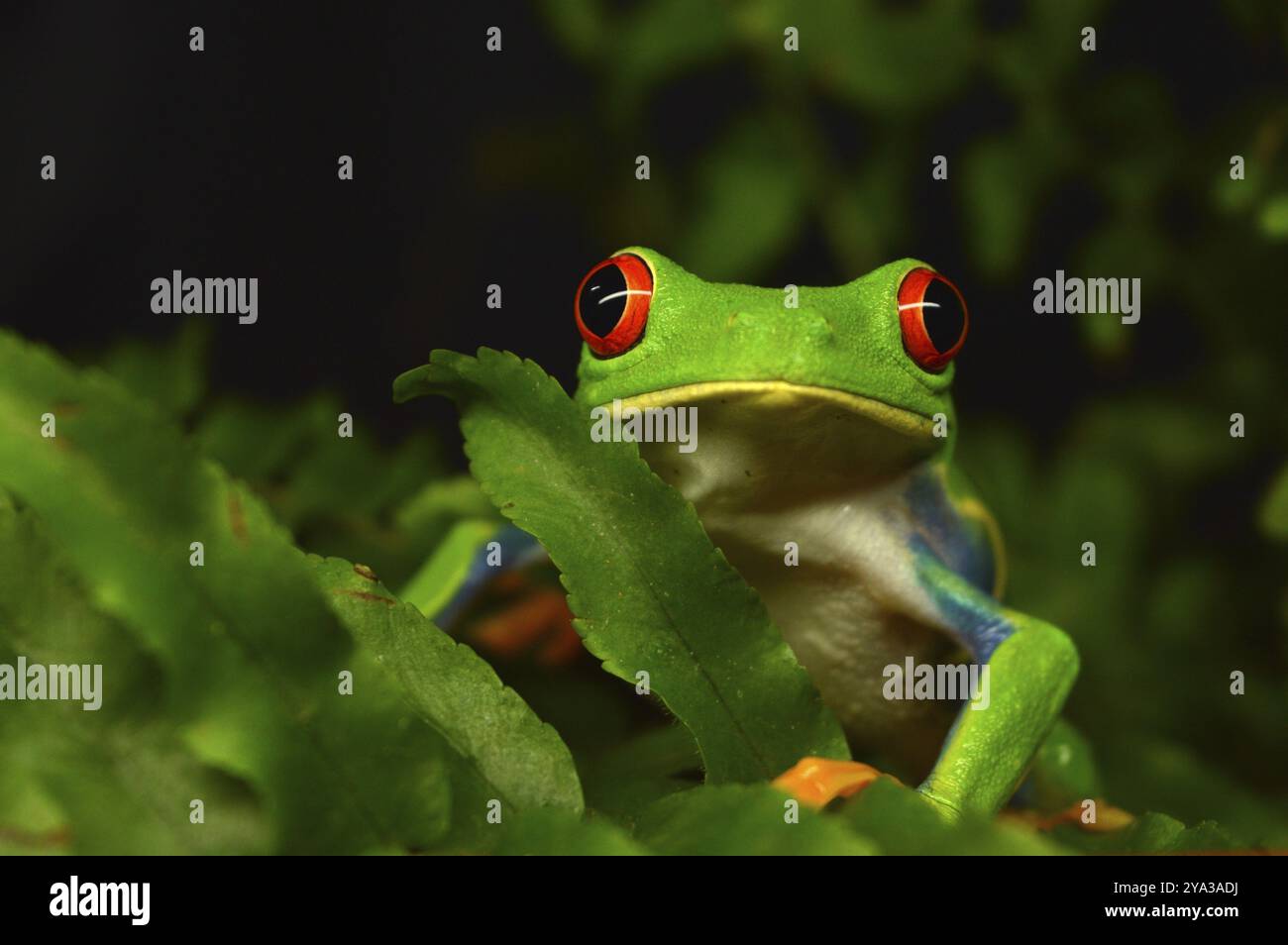 Red eyed tree frog habitat hi-res stock photography and images - Alamy