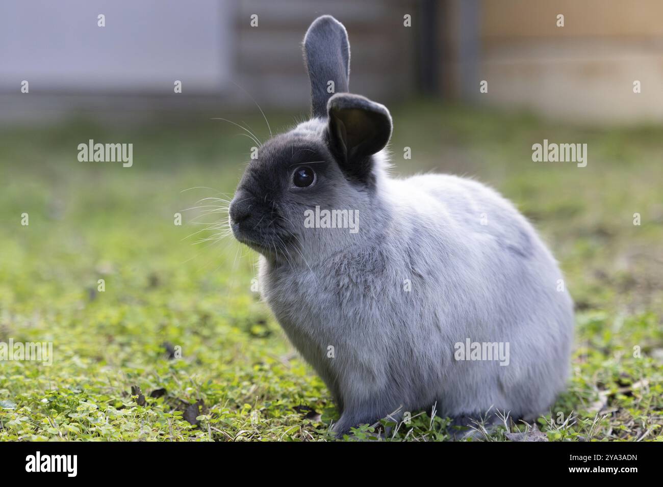 Bunny rabbit one plain background hi-res stock photography and images ...