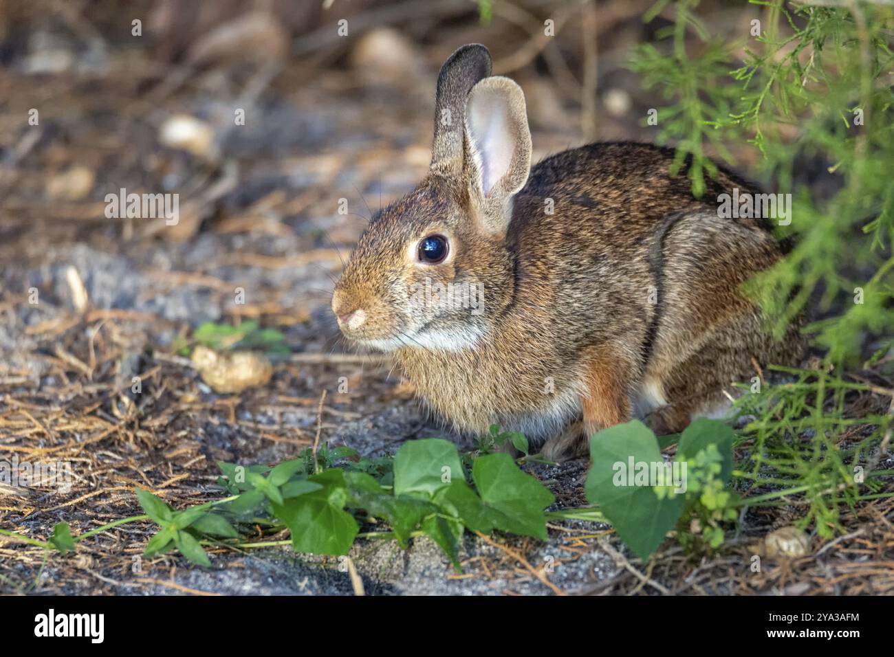 North american rabbits hi-res stock photography and images - Alamy