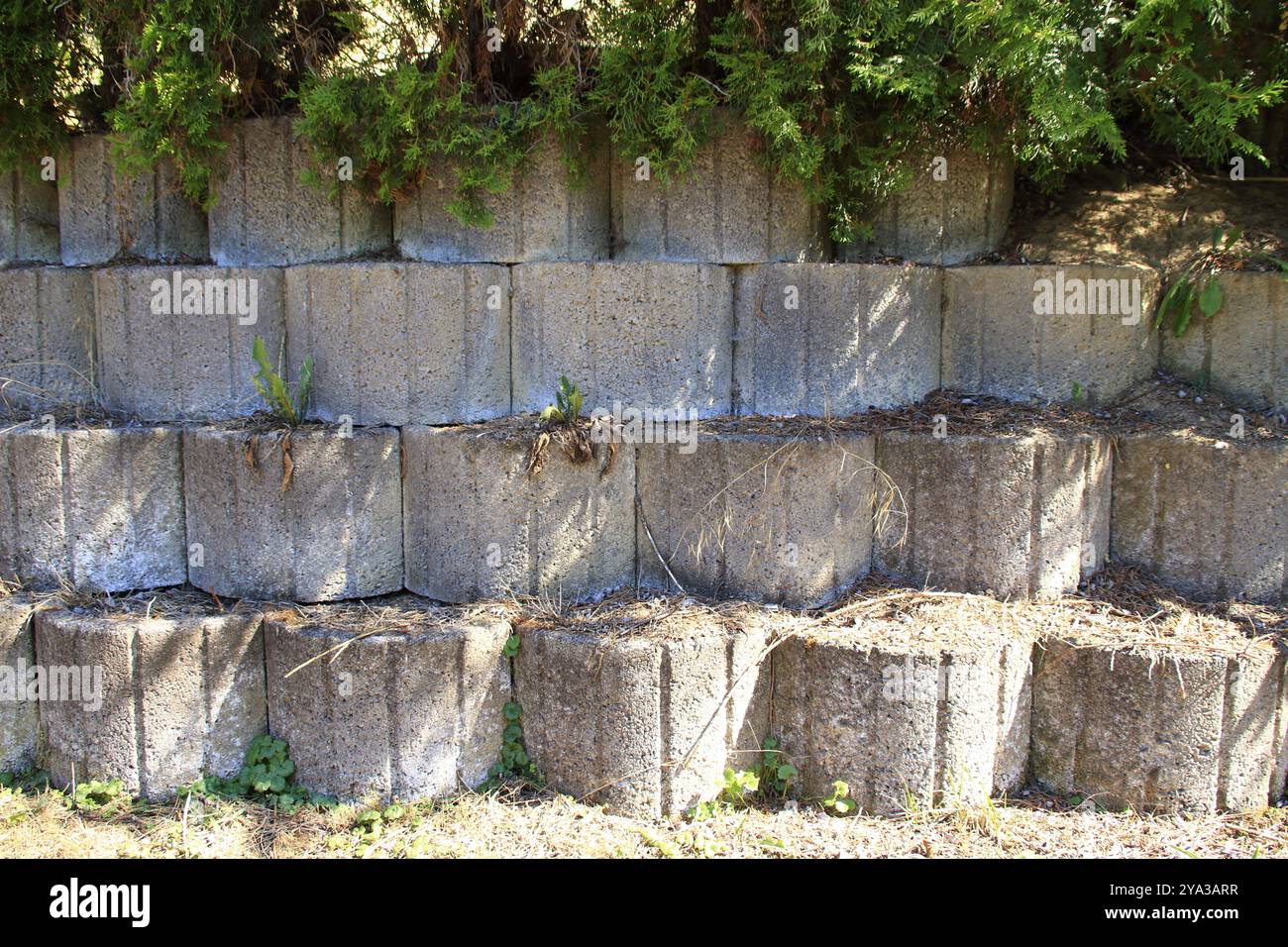 Hedges and plants hi-res stock photography and images - Alamy