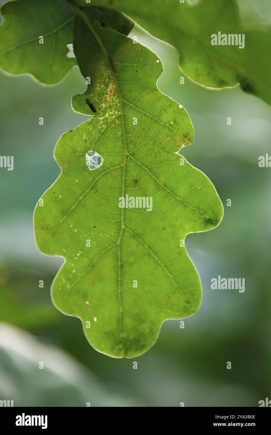 Single oak leaf hi-res stock photography and images - Alamy