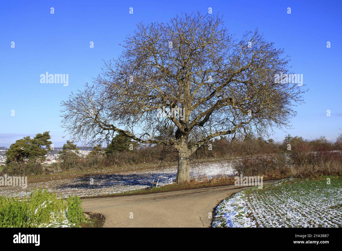 Single tree without leaves in winter Stock Photo - Alamy
