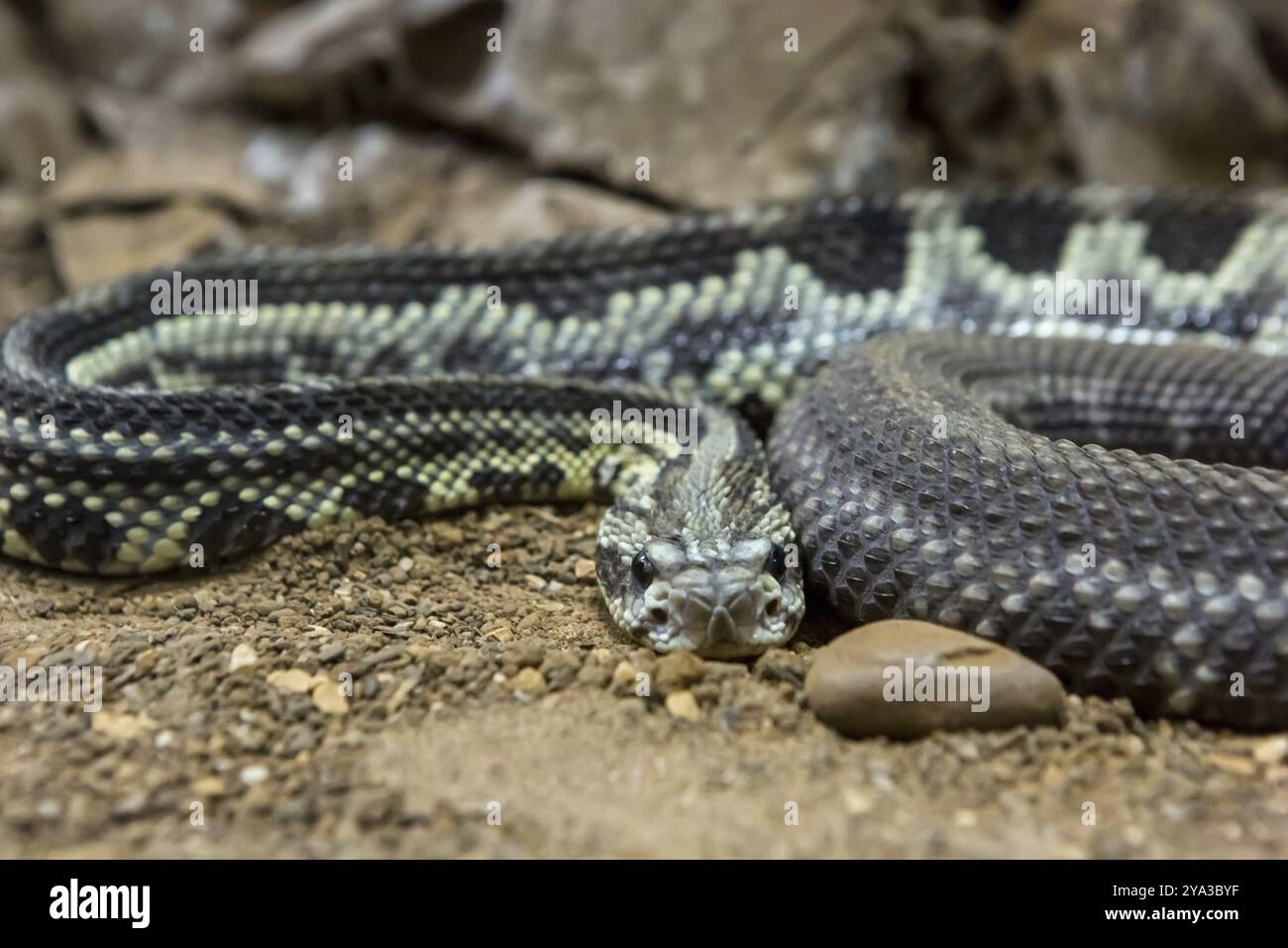 Rattlesnake, Crotalus atrox. Western Diamondback. Dangerous snake Stock ...