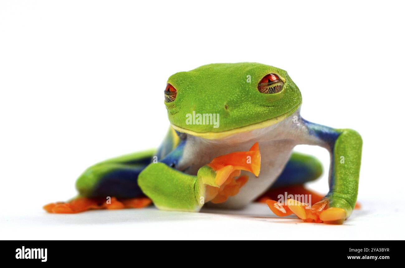 Tree different animals Cut Out Stock Images & Pictures - Alamy