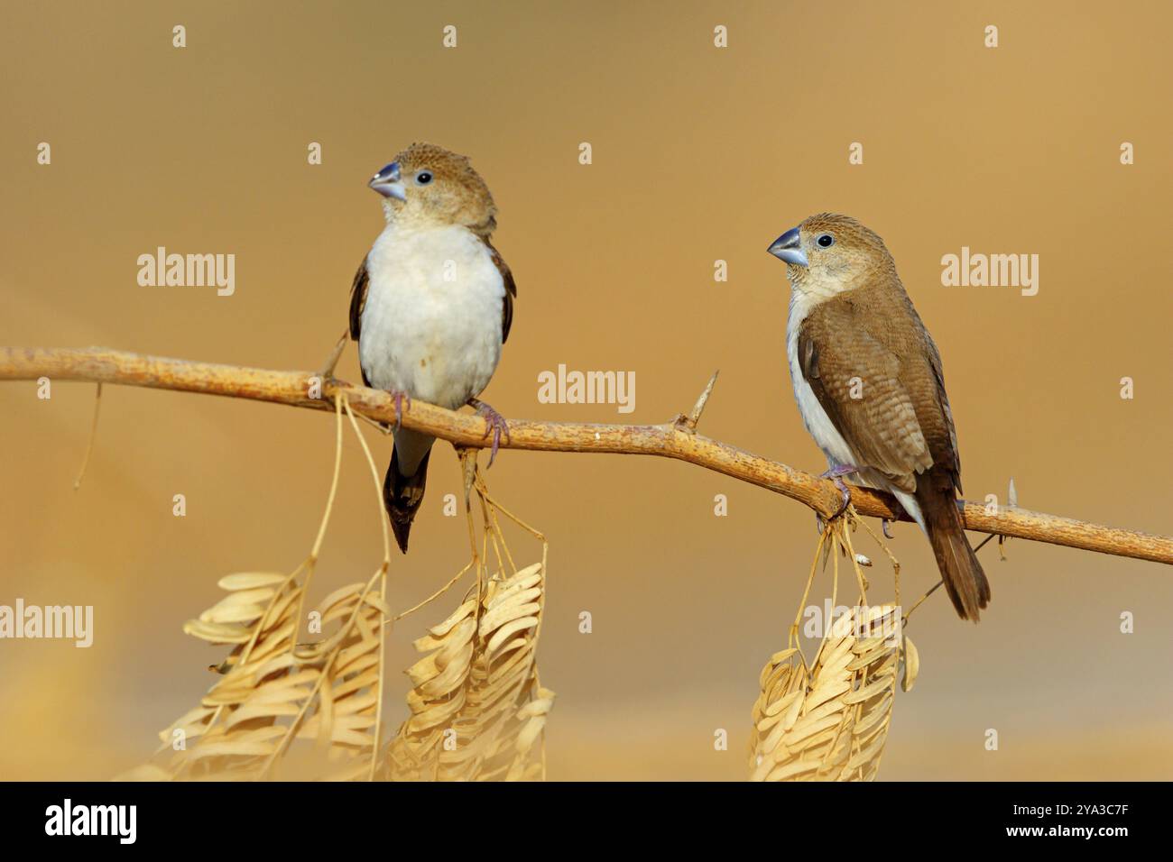 African silverbill, silver beak, silver pheasant, trusting bird ...