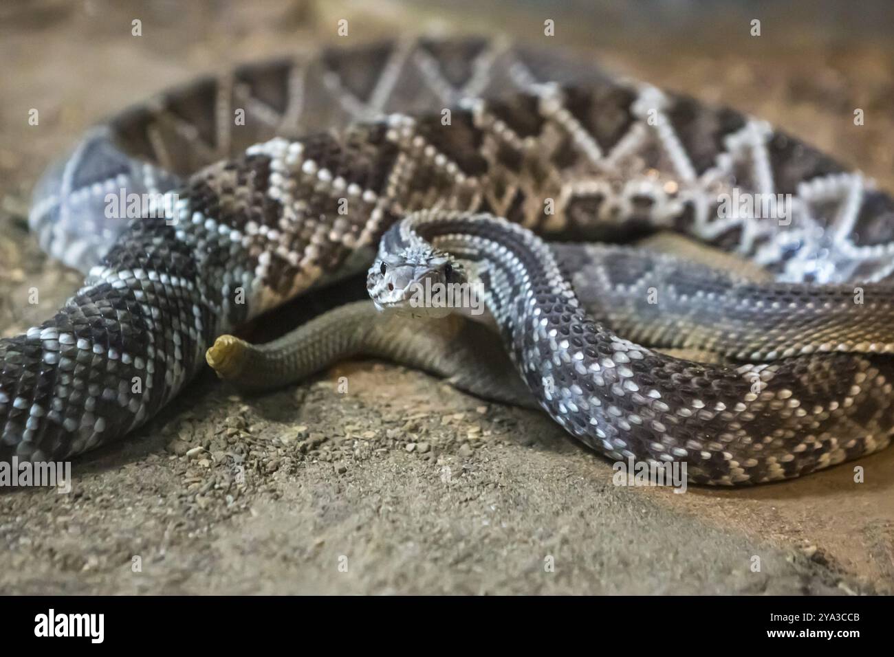 Rattlesnake, Crotalus atrox. Western Diamondback. Dangerous snake Stock ...