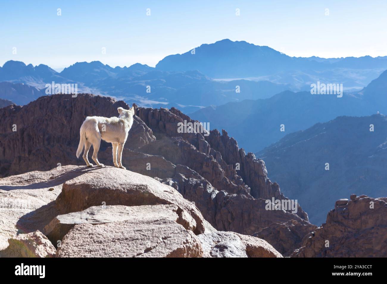 Mount Sinai, Mount Moses in Egypt. Africa Stock Photo - Alamy