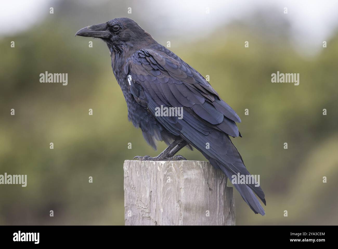 Habitat poses hi-res stock photography and images - Alamy