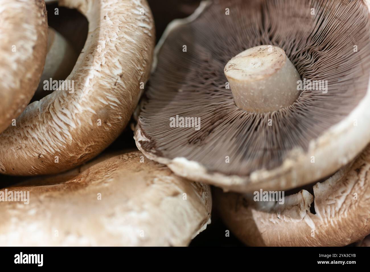 macro mushroom view from under the cap Stock Photo - Alamy