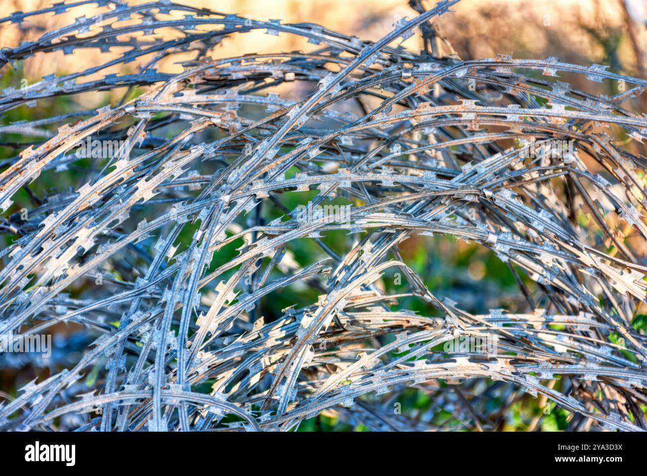 barbed wire, razor wire, stored outside in the yard Stock Photo - Alamy