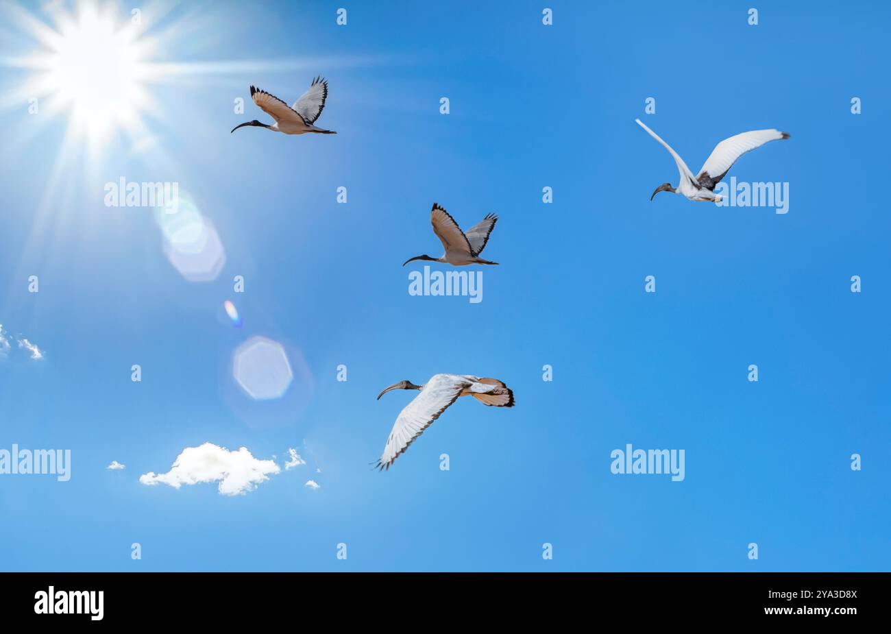 african sacred ibis, black headed ibis in flight, sunny day sky view ...