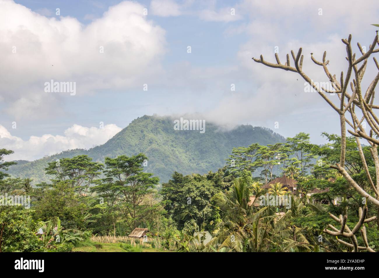 tropical landscape. Rice fields jungle and lots of nature on an island ...