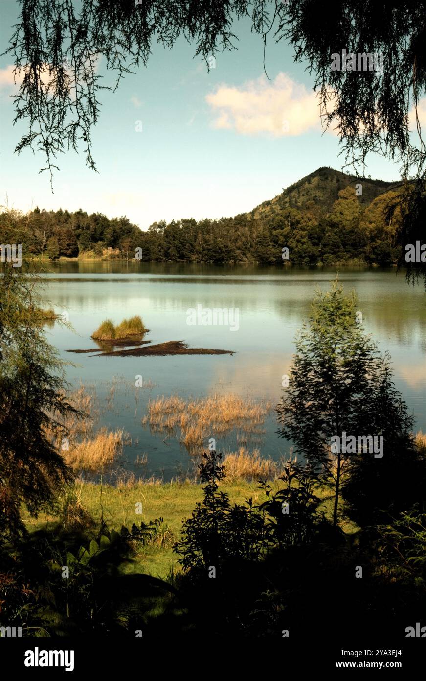 Telaga Warna lake, a sulphuric lake on Dieng plateau, which is ...