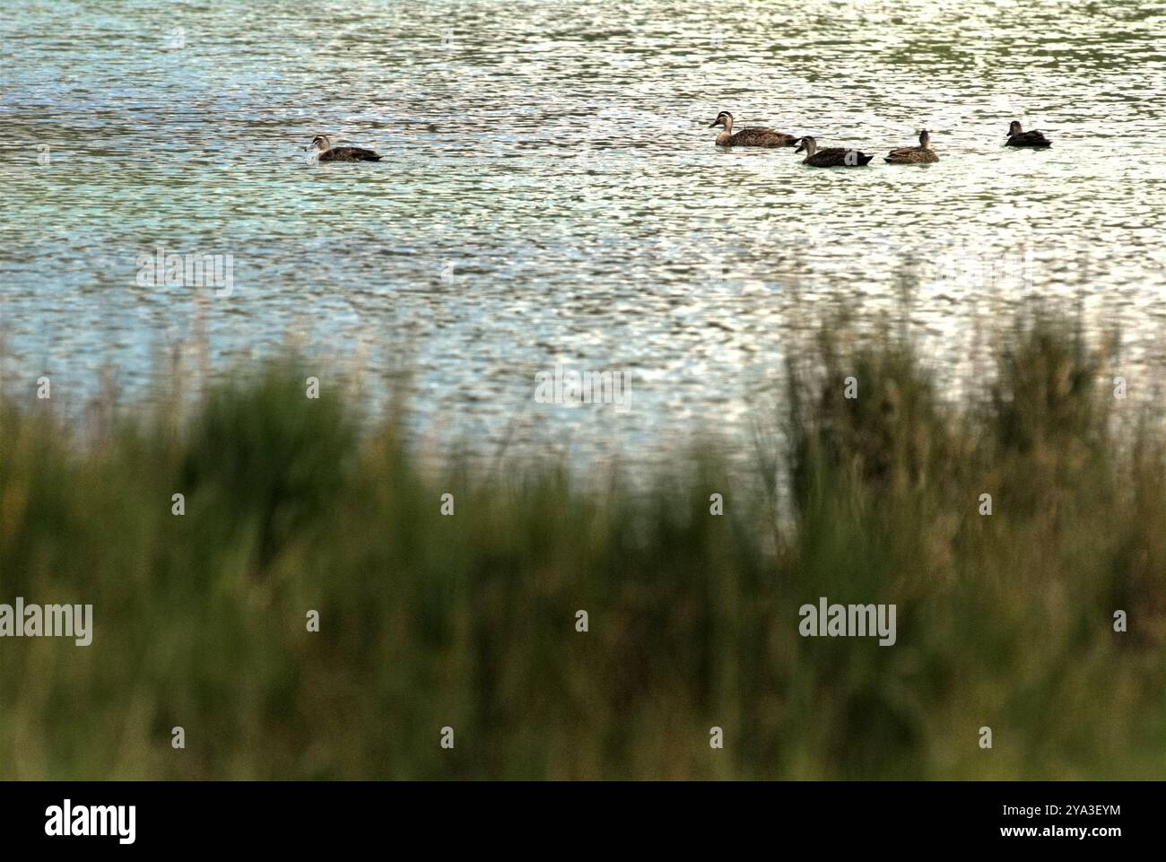 Pacific black ducks (Anas supercillosa) on swampy environment of Telaga ...