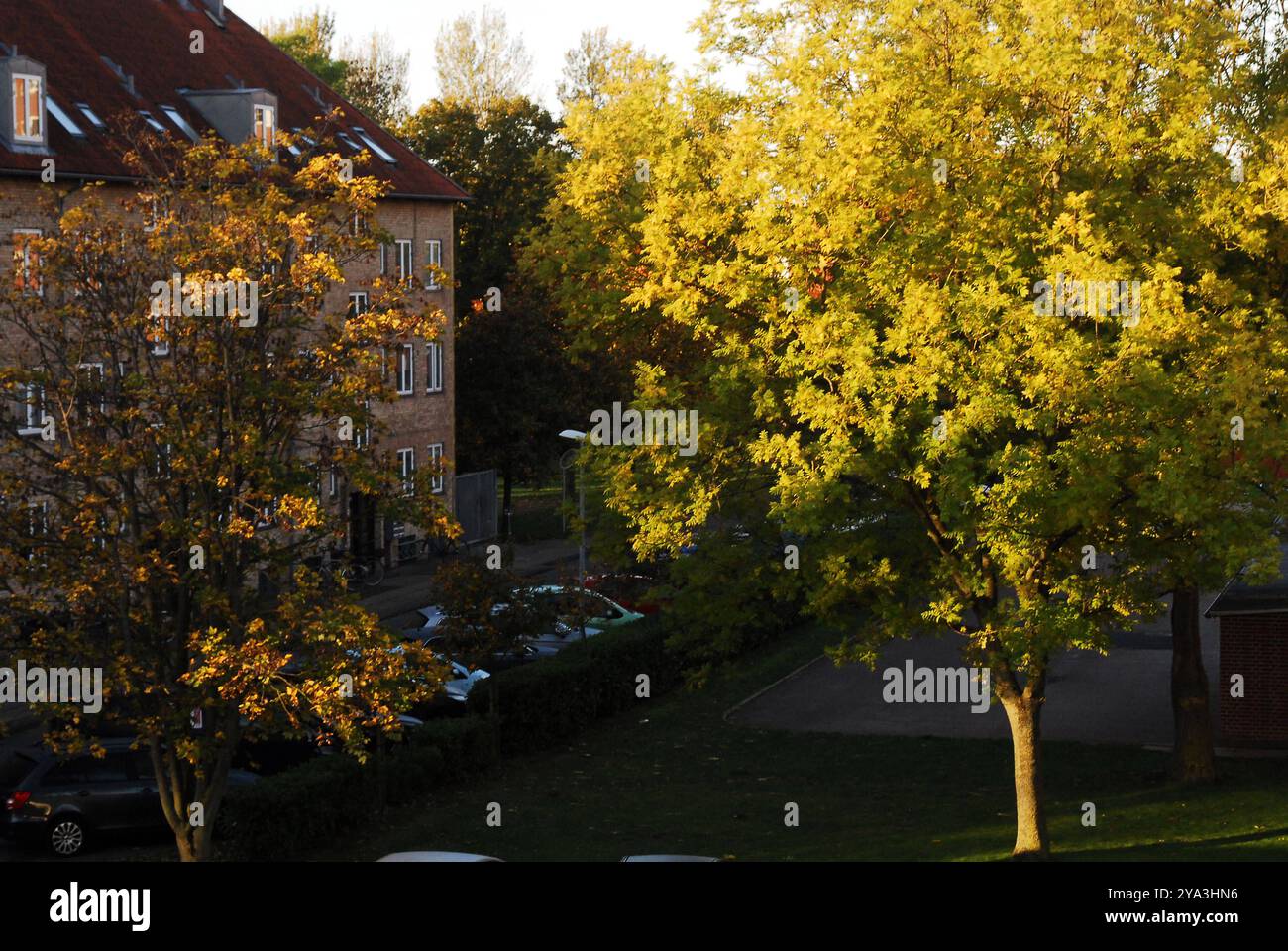 Copenhagen/ DenmarK/12 October 2024/ Yellow and brown leaves sun rise ...