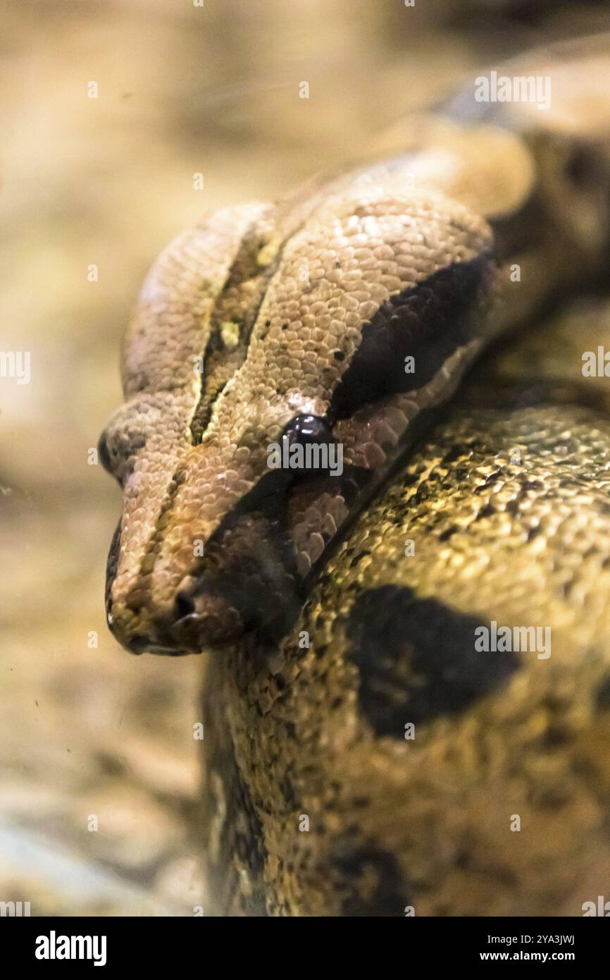 Boa constrictor, a species of large, heavy bodied snake Stock Photo - Alamy