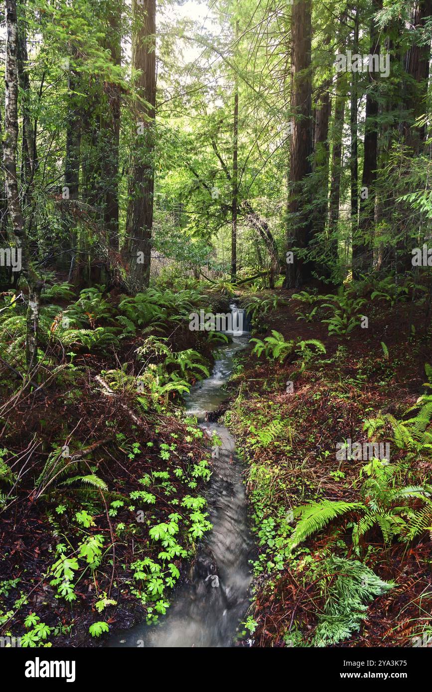 One waterfalls in forest hi-res stock photography and images - Alamy