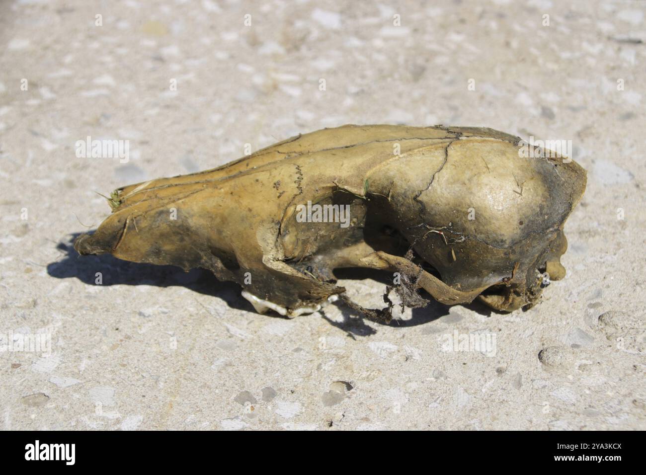 Photographed from the side hi-res stock photography and images - Alamy