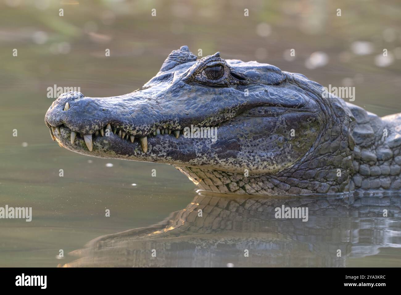 Caiman (Caimaninae), Crocodile (Alligatoridae), crocodile (Crocodylia ...