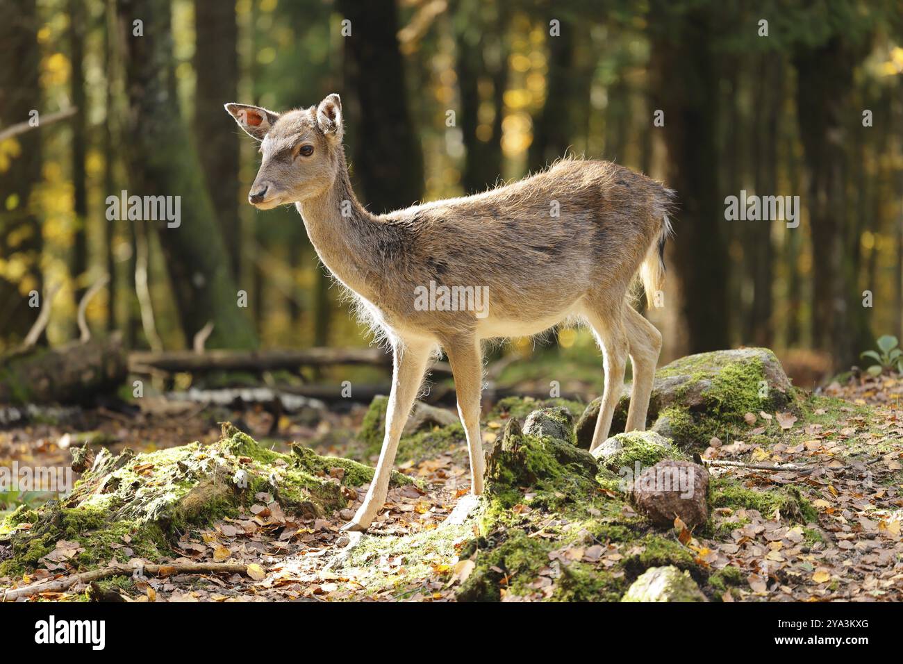 Deer stands in clearing hi-res stock photography and images - Alamy