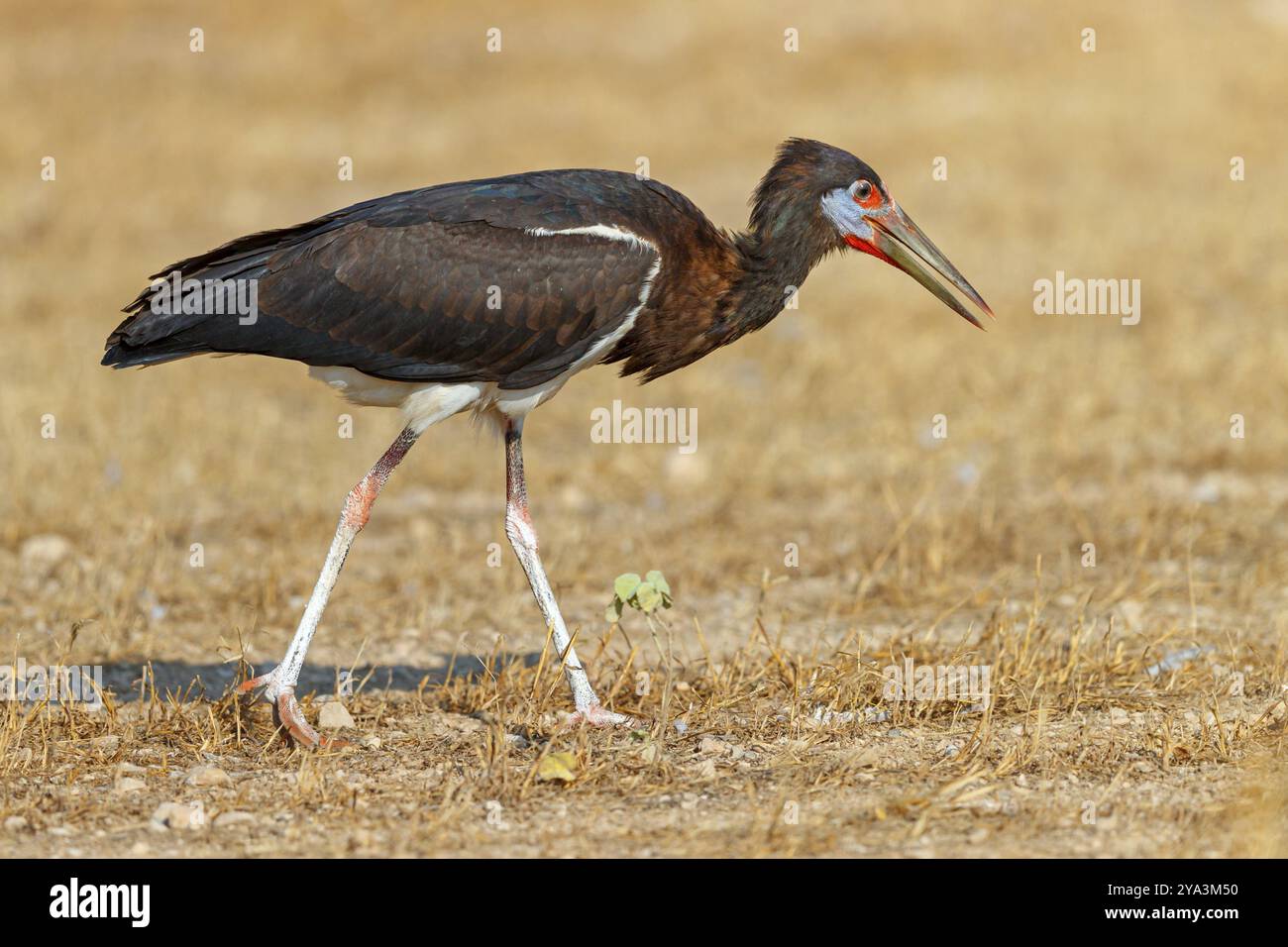 Abdim's stork, rain stork, Abdim, (Ciconia abdimii), African stork ...