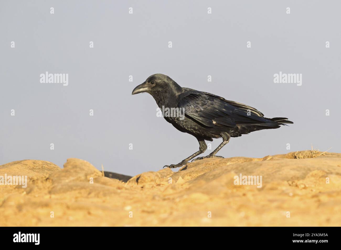 Bristle-billed Raven, (Corus rphidurus), Fan-billed Raven, passerine ...