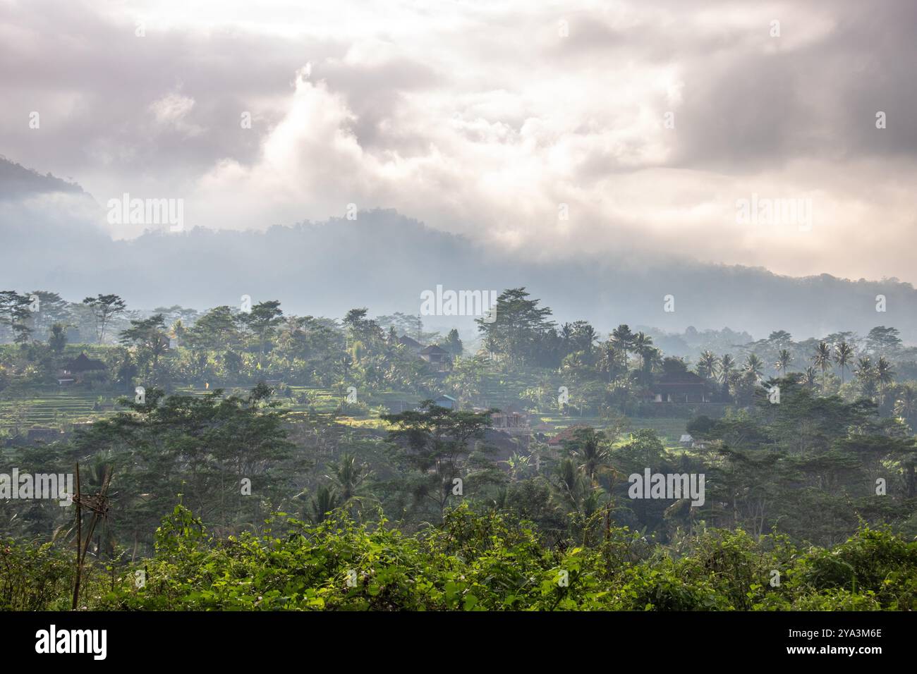 tropical landscape. Rice fields jungle and lots of nature on an island ...