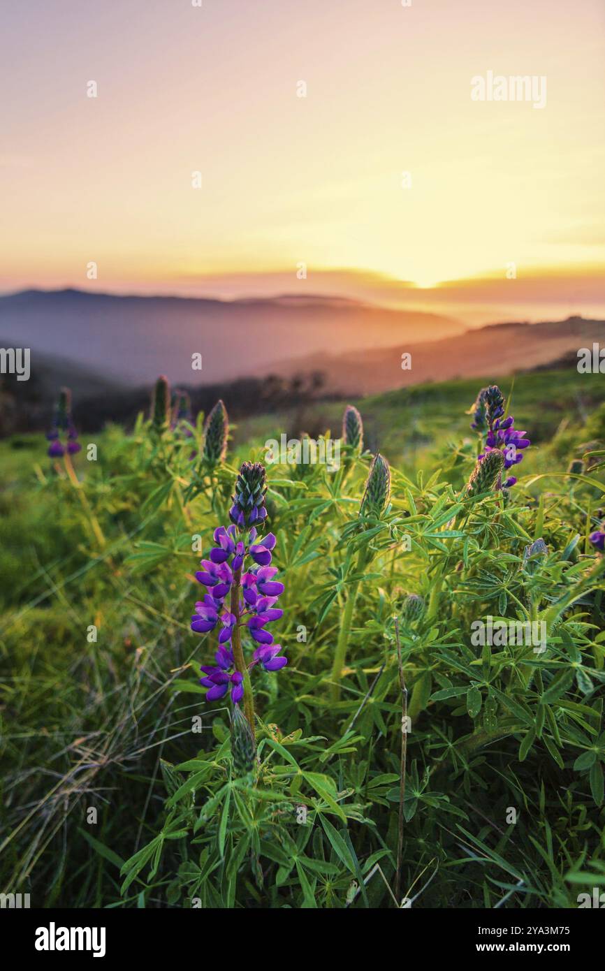 Landscape image of beautiful lupine blooms at sunset. Northern ...