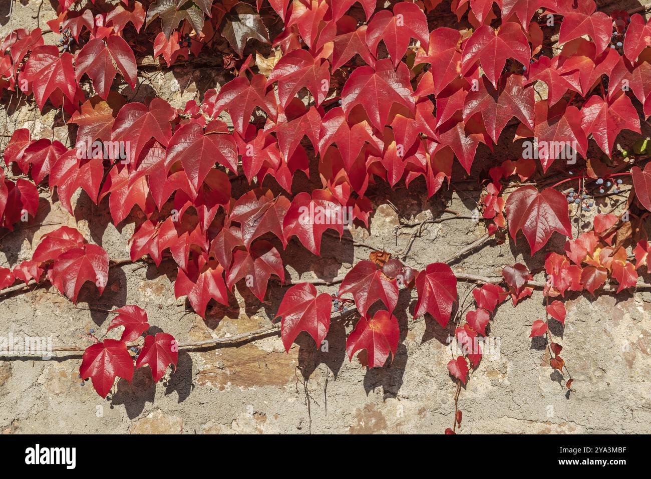 Boston ivy (Parthenocissus tricuspidata, Wild Vine) in autumn foliage ...