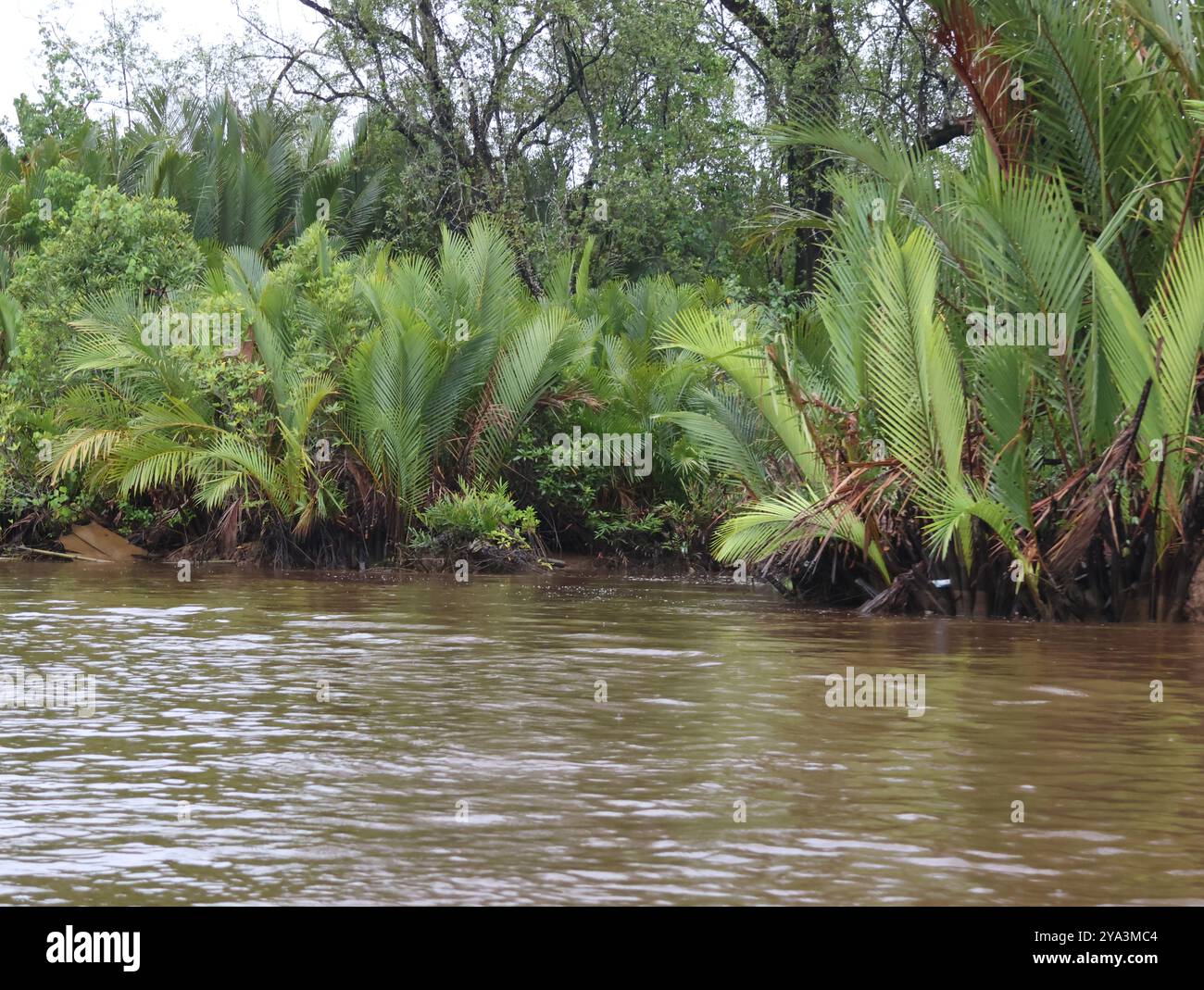 Tropical forest river in Kota Kinabalu Stock Photo - Alamy