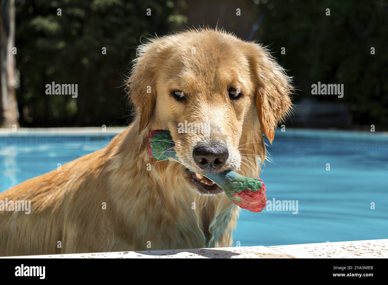 Golden retriever dog in pool hi-res stock photography and images - Alamy