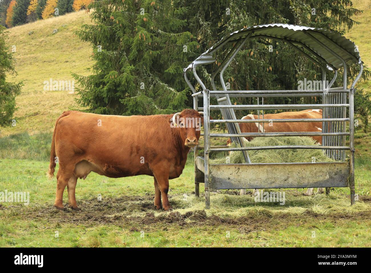 Cow stands at a feeding place and eats hay Stock Photo - Alamy