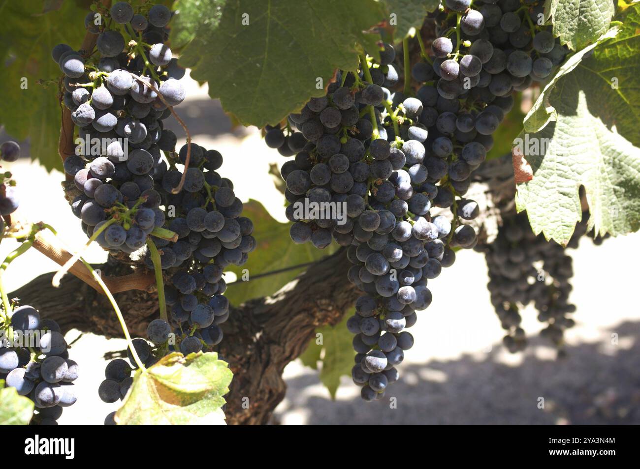 Chile is one of the world's top wine destinations, its favourable ...