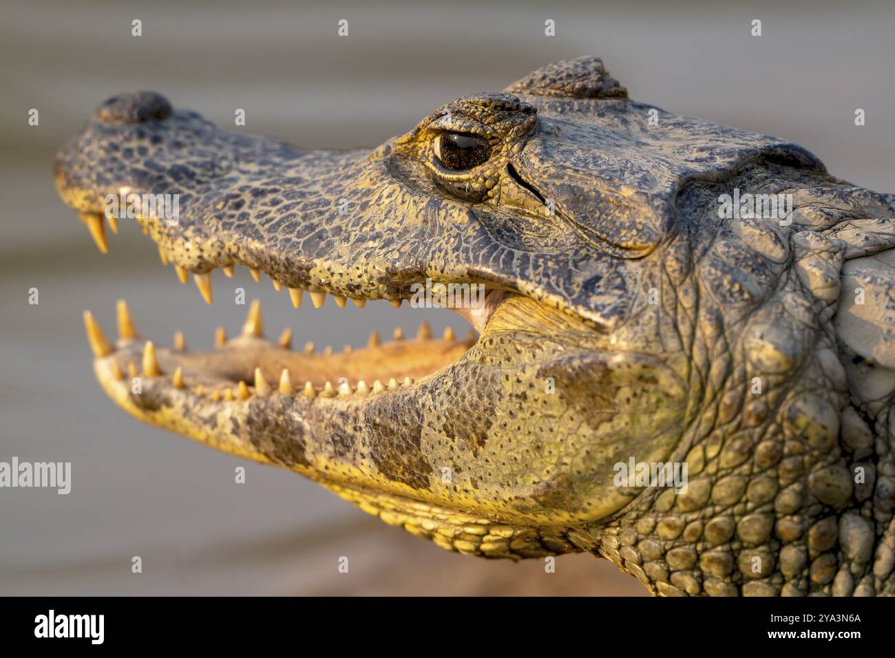 Caiman (Caimaninae), Alligator (Alligatoridae), Crocodile (Crocodylia ...