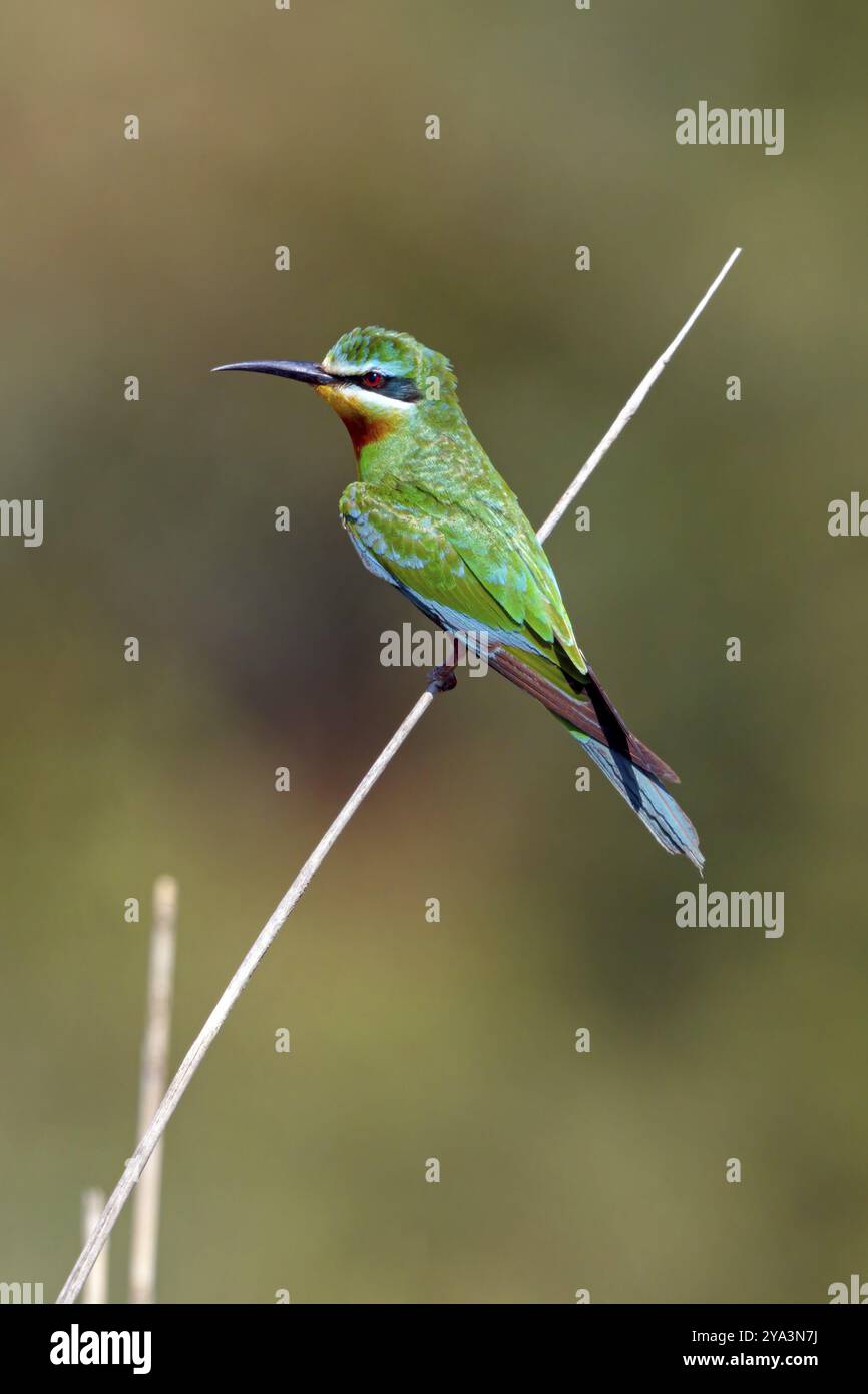 Blue-cheeked Bee-eater, (Merops persicus), family of bee-eaters, bird ...