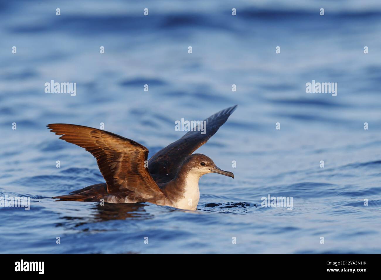 Arabian Shearwater, Persian Shearwater, (Puffinus persicus), family of ...