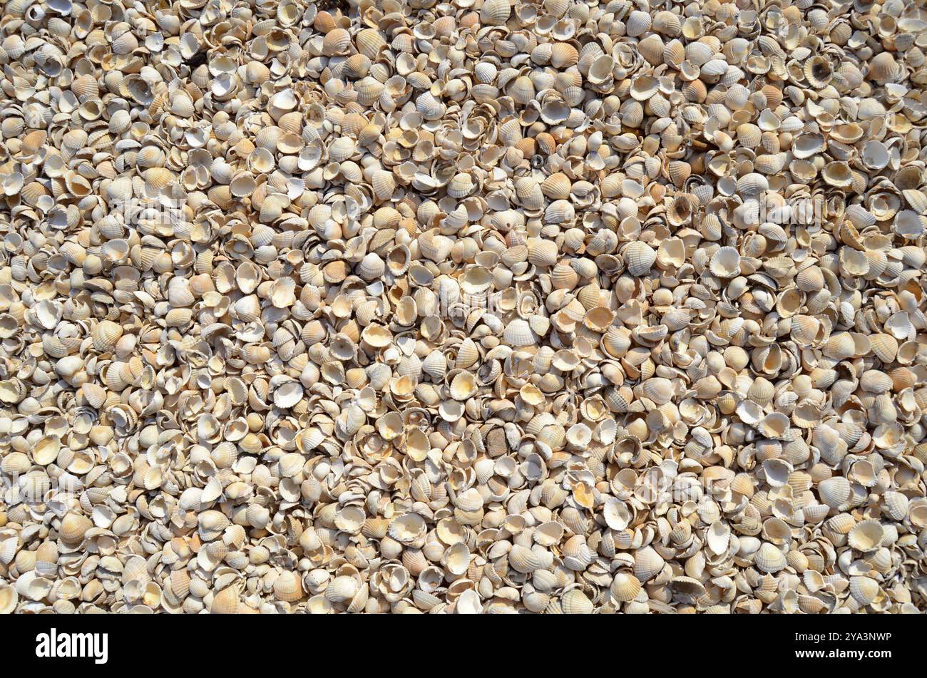 Textures of shells hi-res stock photography and images - Alamy