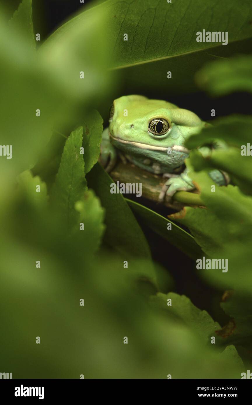 Frogs belly hi-res stock photography and images - Alamy