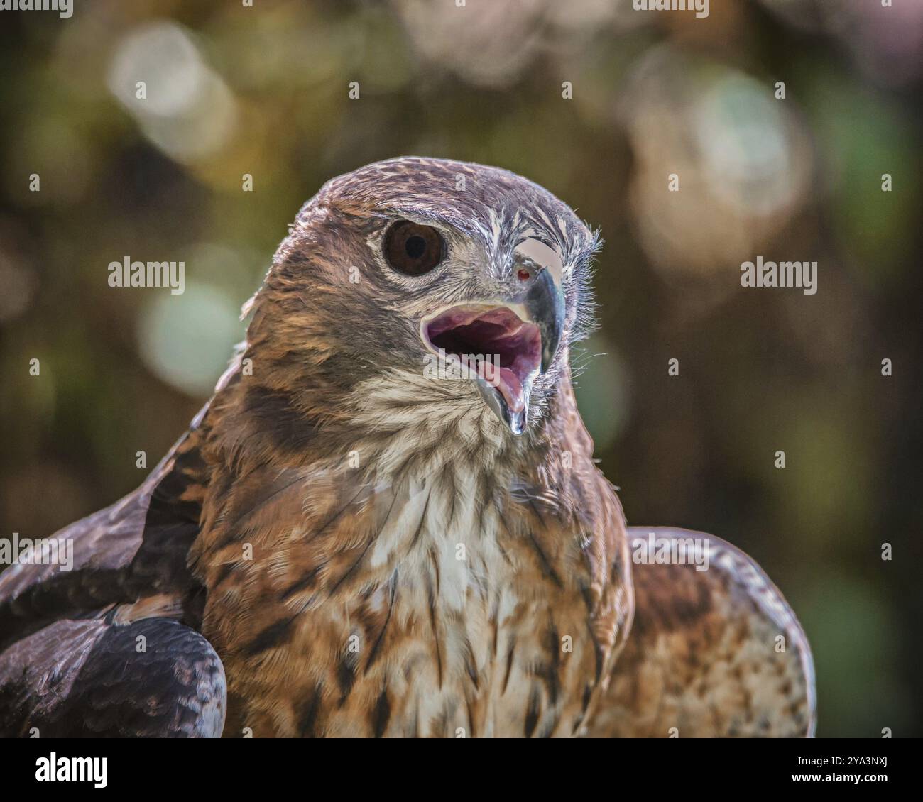 Raptor wild image hi-res stock photography and images - Alamy