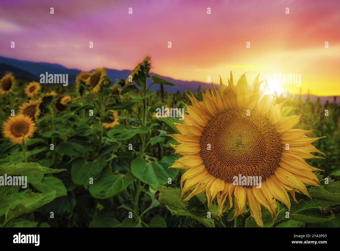 Sunflowers flowering hi-res stock photography and images - Alamy