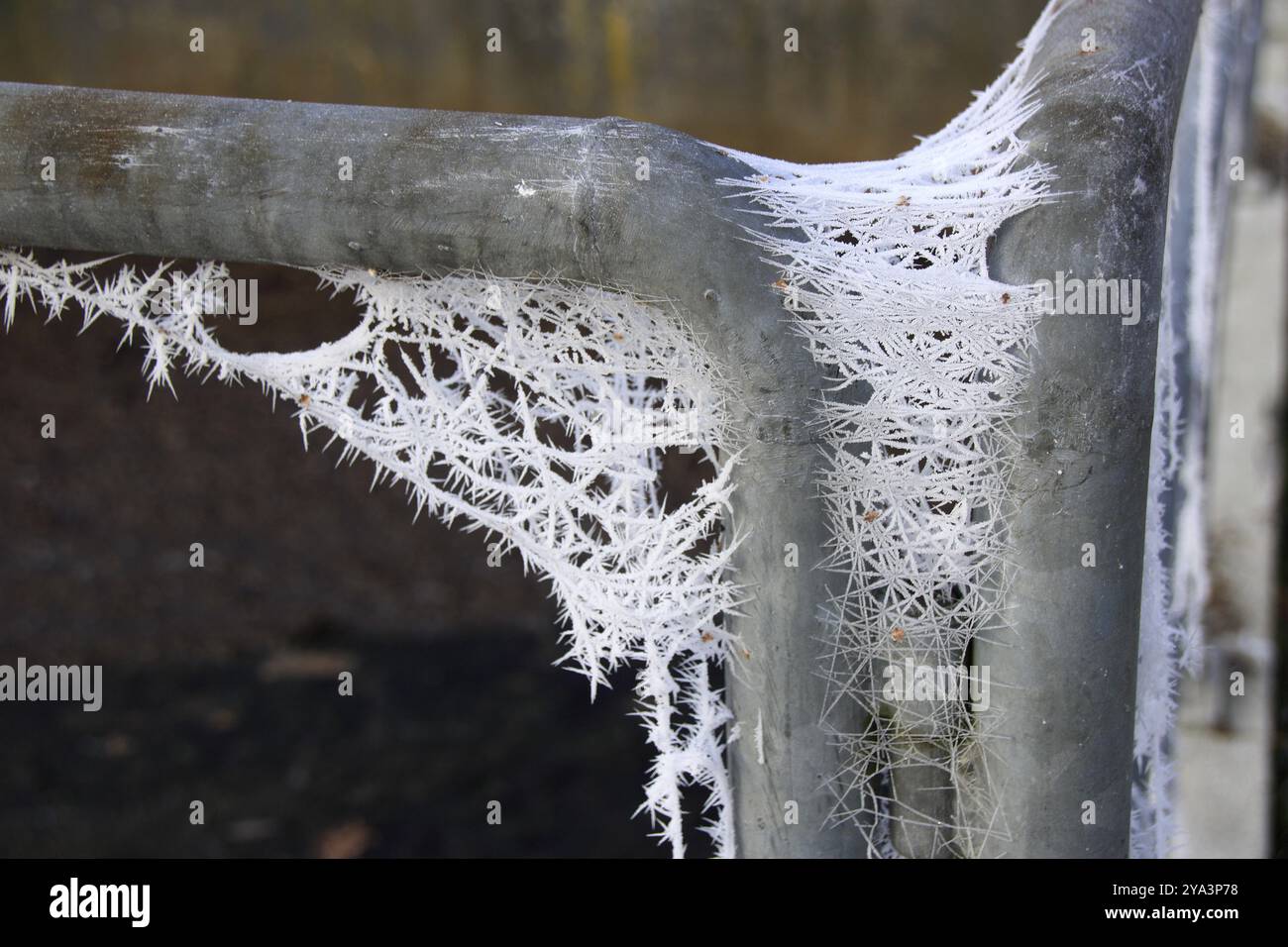 Covered with spider net hi-res stock photography and images - Alamy