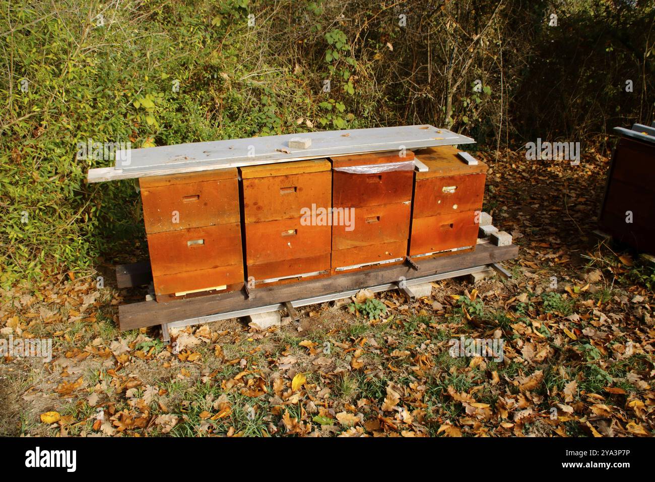 Beehives in the forest Stock Photo - Alamy
