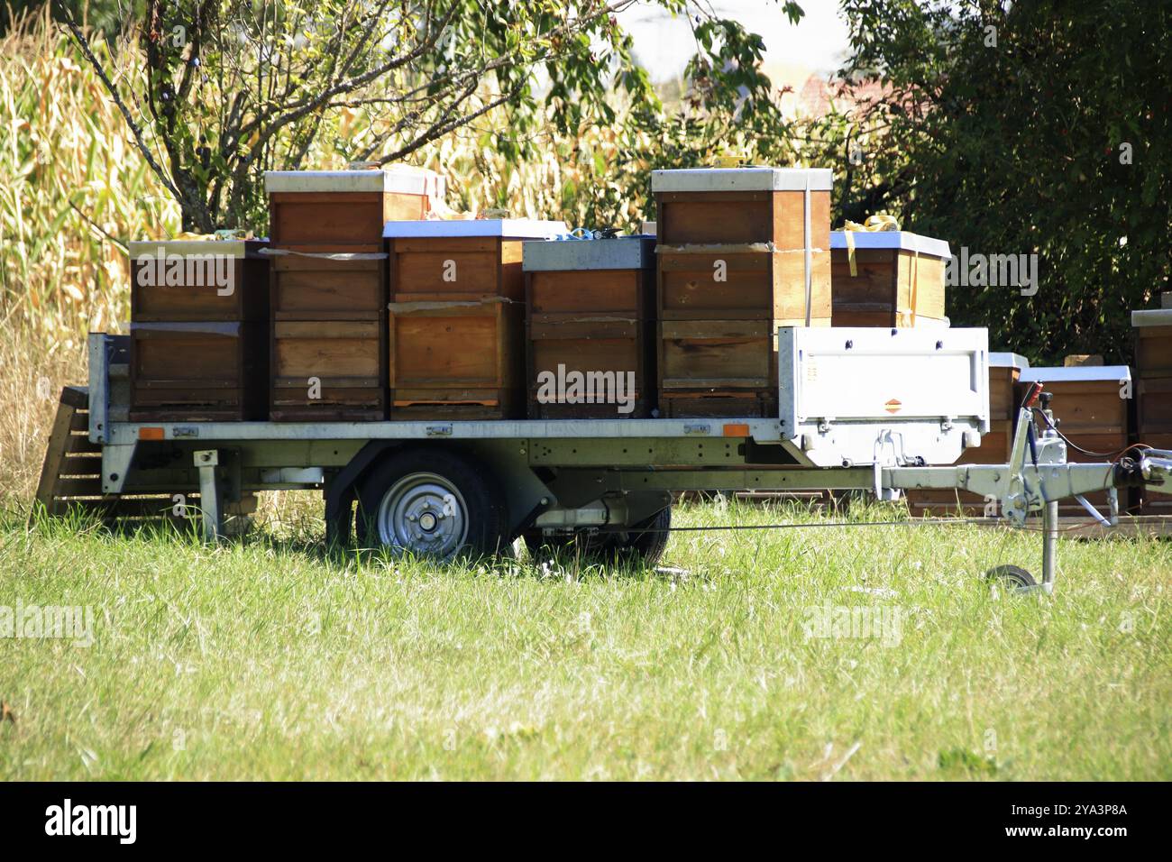 Beehives were placed on a trailer for transport Stock Photo - Alamy
