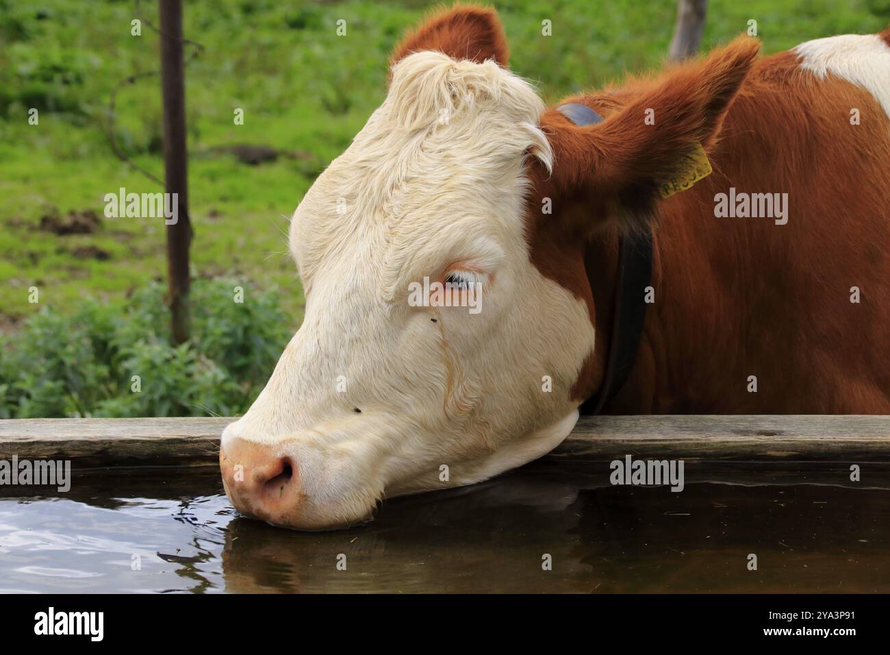 Cow drinks from a drinking trough for animals Stock Photo - Alamy