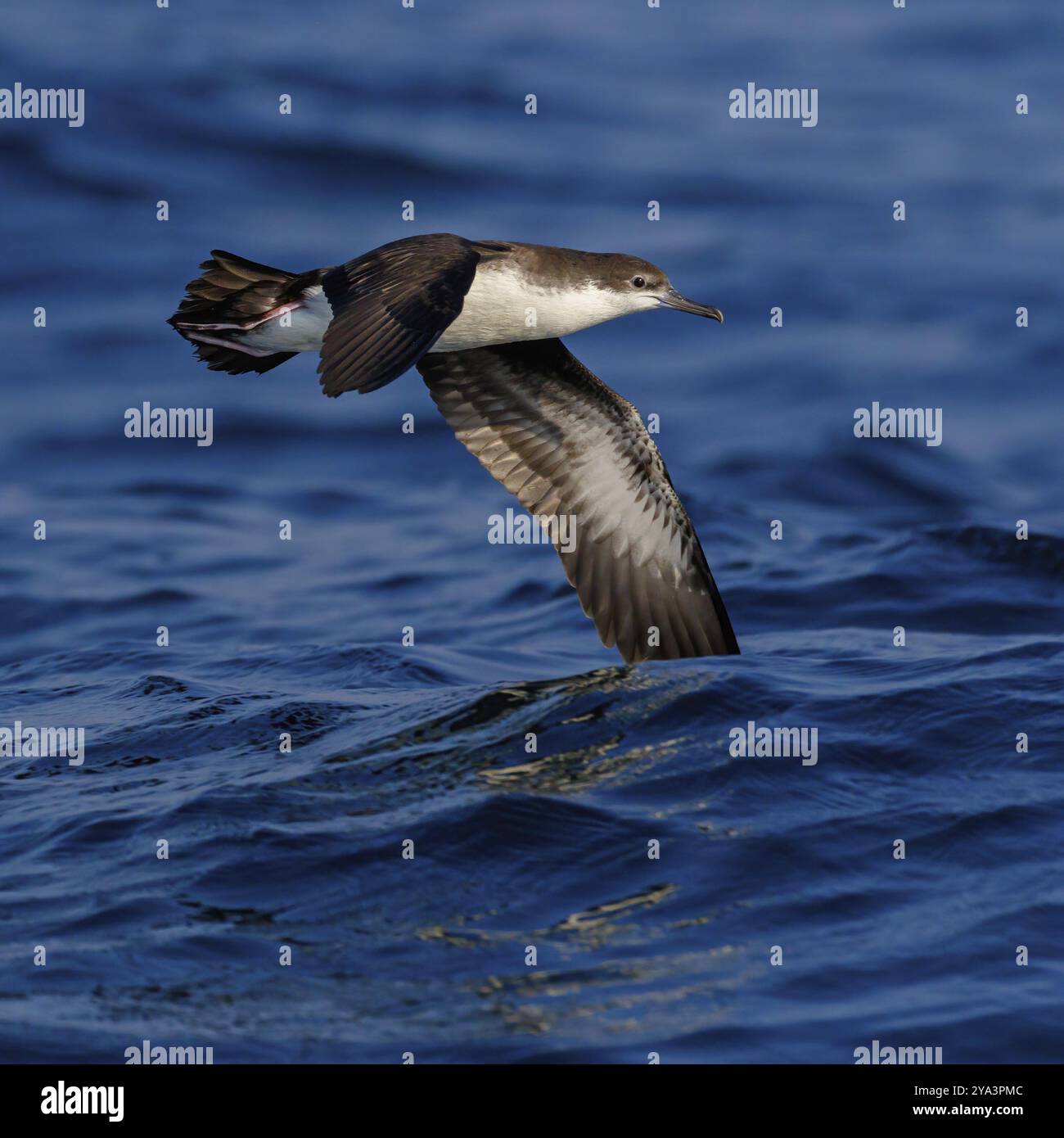 Arabian Shearwater, Persian Shearwater, (Puffinus persicus), family of ...