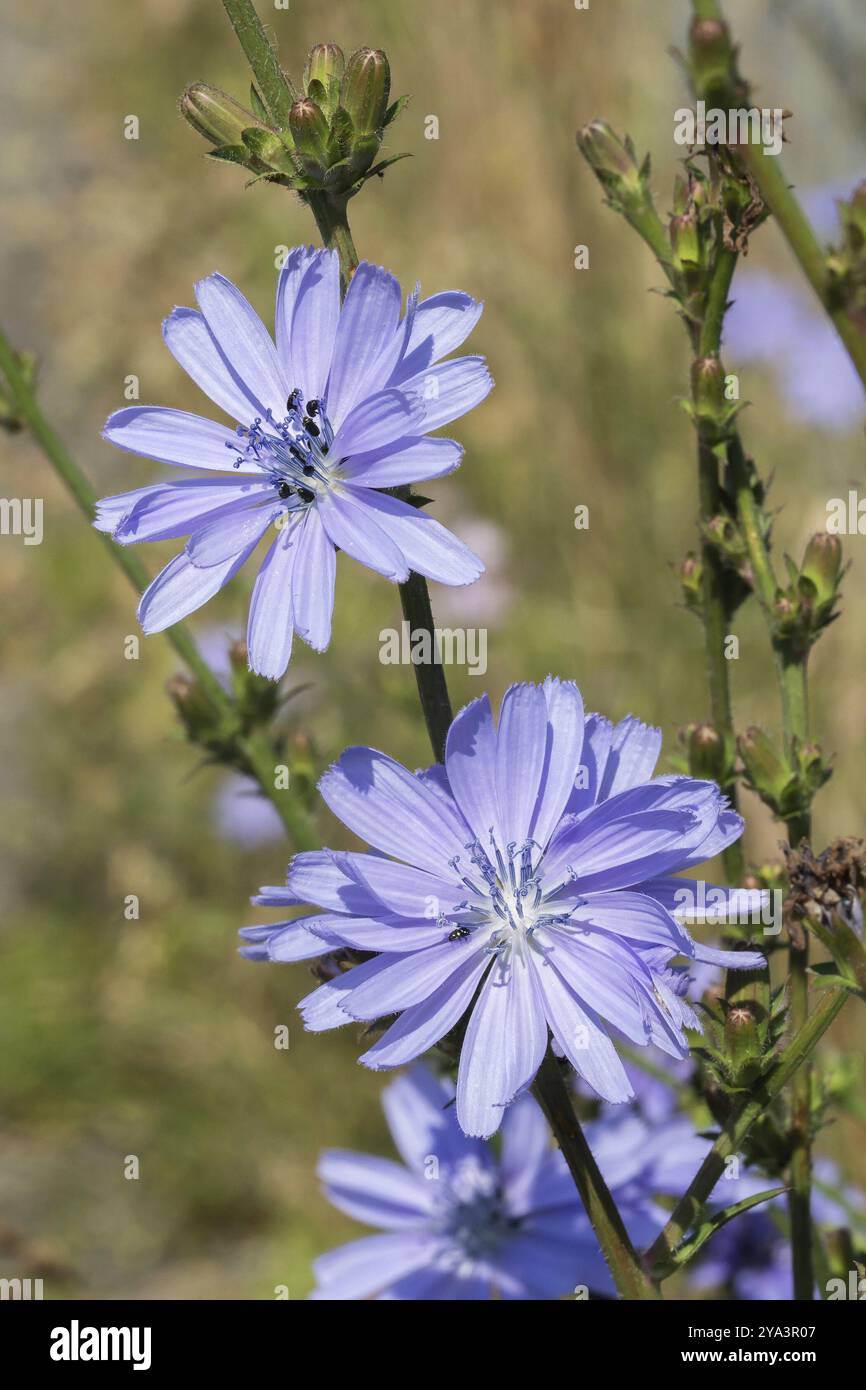 Flower heads and buds of the Common chicory (Cichorium intybus ...