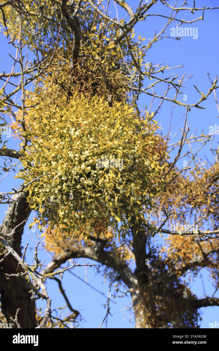 Trees mistletoes hi-res stock photography and images - Alamy