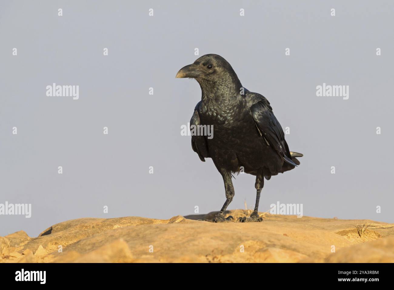 Bristle-billed Raven, (Corus rphidurus), Fan-billed Raven, passerine ...