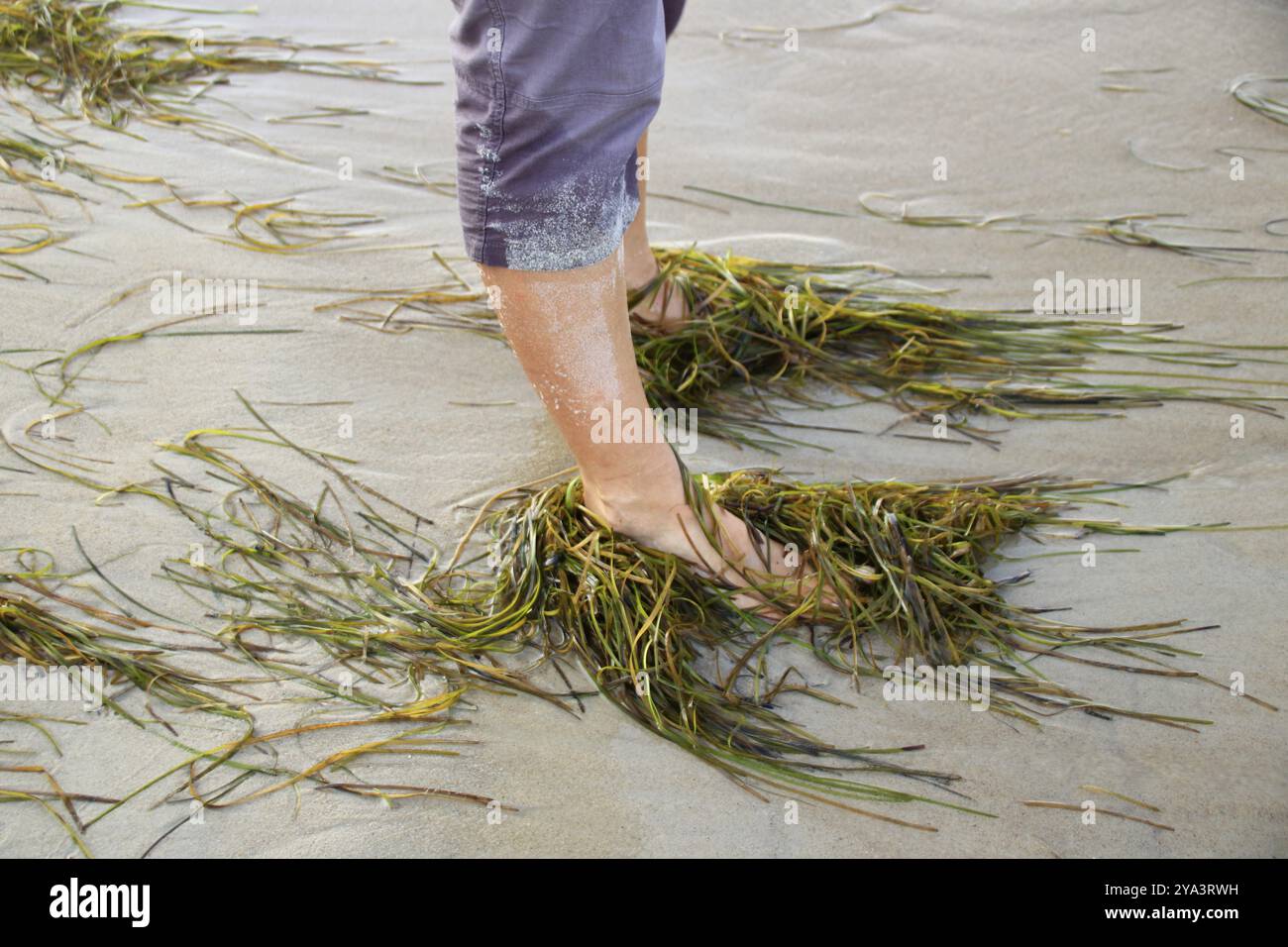 Feet on the sandy beach are lapped by waves and seaweed Stock Photo - Alamy
